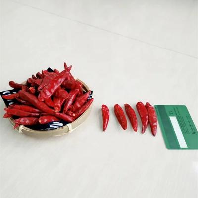 China 100g Authentic Flavor Chili Round Dried Red Chili for sale