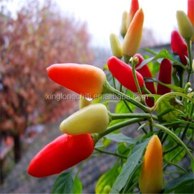 China Long Dry Red Chilli Dried Red Chile Peppers 100G Pure Round Spice for sale