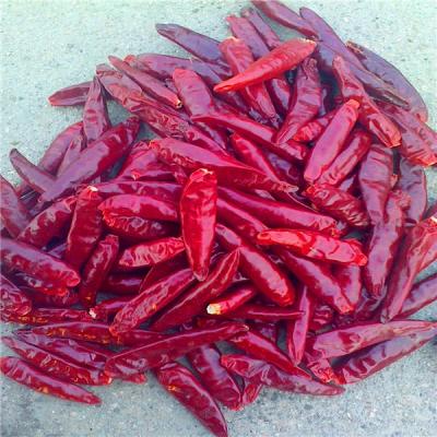 China 100g Spicy Loose Dried Tianjin Red Chilies for sale