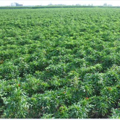 China Moisture 12%max Dried Red Chilli Peppers Hot Pungency 000 SHU 4-7cm for sale