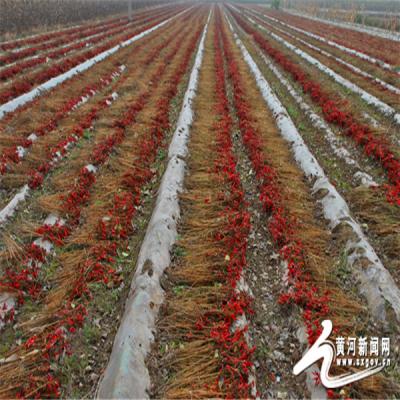 China Raw Crushed Chilli Peppers Perfect for Cooking and Adding Heat to Dishes for sale