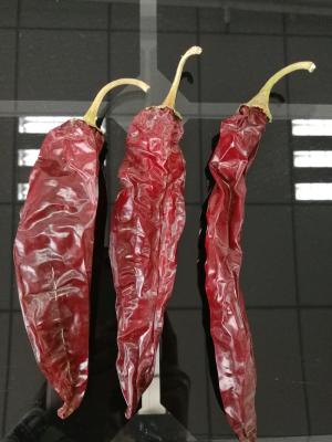 Cina XingLong ha asciugato Paprika Peppers che 16CM ha disidratato Chili Pods rosso in vendita