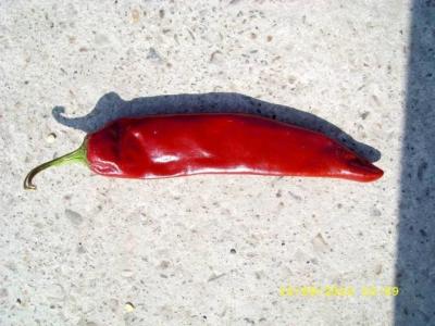 China Pimentão secado de tempero 180 ASTA Red Hot Chili Peppers de Guajillo à venda