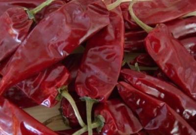 China Pimentão secado de tempero 180 ASTA Red Hot Chili Peppers de Guajillo à venda
