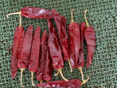 Cina gusto di Guajillo secco 15000shu Chili Red Jinta Chilli Premium in vendita