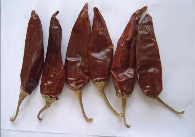China Pimentão secado de tempero 180 ASTA Red Hot Chili Peppers de Guajillo à venda