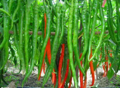 Cina 4cm-7cm Erjingtiao hanno asciugato il forte & dei peperoncini rossi sapore pungente di Chilis in vendita