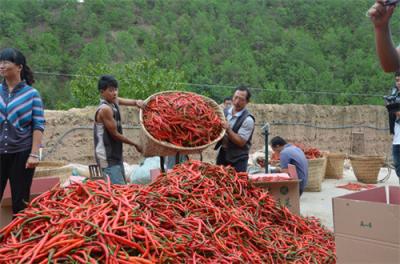 China Deep Red Er Jing Tiao Pepper For Cooking Robust Fragrance for sale