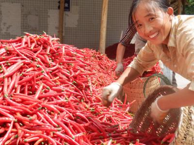 Cina 4cm-7cm Erjingtiao hanno asciugato il forte & dei peperoncini rossi sapore pungente di Chilis in vendita