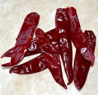 Cina Umidità di Paprika Dried Chile Guajillo Spicy 15% del peperone dolce di Jinta in vendita