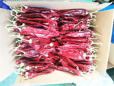 Cina Baccelli dolci di Paprika Pepper Pungent Dried Chili dell'umidità di 15% 18CM in vendita