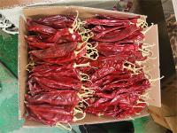 China Raw Processing Type Sweet Capsicum Annuum Pepper Medium Size for sale