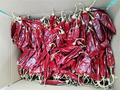 Cina Umidità di Paprika Dried Chile Guajillo Spicy 15% del peperone dolce di Jinta in vendita