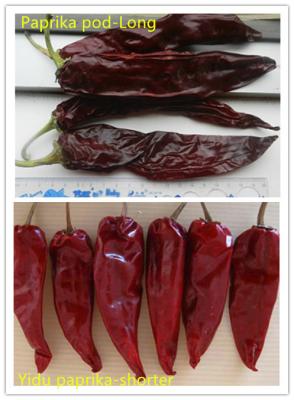 Cina Peperoncino rosso Stemless del peperoncino rosso 10cm-15cm Jinta di Yidu in vendita