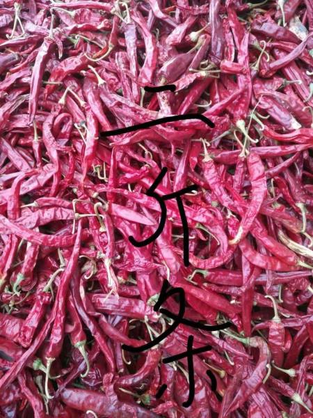 Chilis sec par Erjingtiao acaule a stérilisé les piments entiers piquants