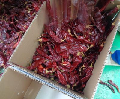 Cina Peppi Guajillo di grado A con forte sapore di peperoncino pungente GMP in vendita