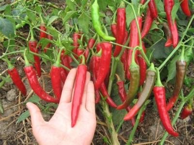 China Pimentão secado de tempero 180 ASTA Red Hot Chili Peppers de Guajillo à venda