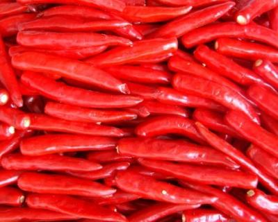 China Pimentão secado de tempero 180 ASTA Red Hot Chili Peppers de Guajillo à venda