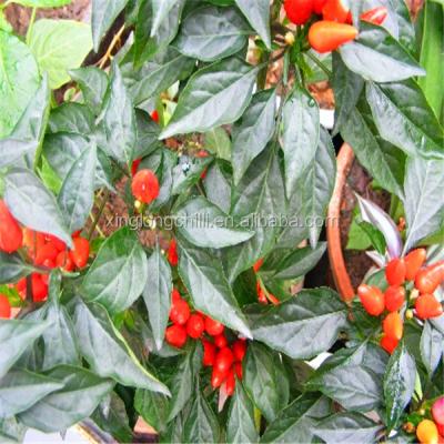 Cina Peperoncino di cayenna rosso disidratato 25000 SHU Without Stem dei baccelli dei peperoncini rossi della pallottola in vendita
