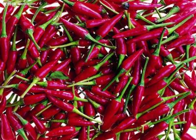 Cina Peperoncino di cayenna rosso disidratato 25000 SHU Without Stem dei baccelli dei peperoncini rossi della pallottola in vendita