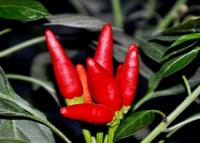 China Stemless Spaanse pepers van Kogel Hoofdchili dehydrated chaotian sun dried Te koop