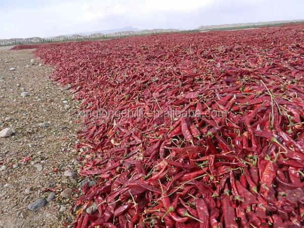 Chilis sec par Erjingtiao acaule a stérilisé les piments entiers piquants