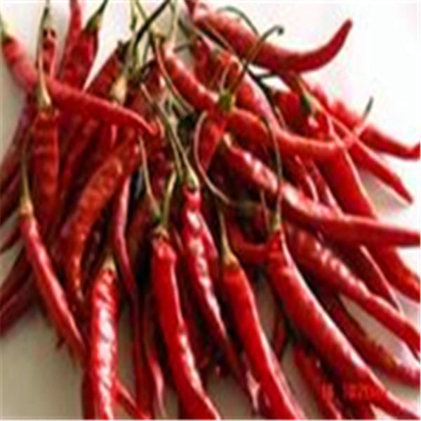 Chilis sec par Erjingtiao acaule a stérilisé les piments entiers piquants