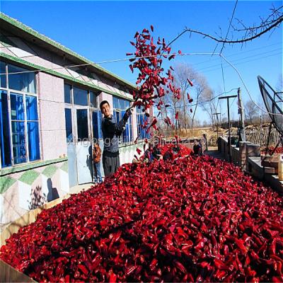 China 5000 SHU Mild Dried Chilies Stemmed sorteren Peulen van de Droge Rode Chili Te koop