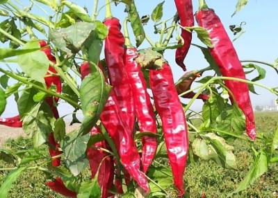 Cina 7CM hanno asciugato l'iso rosso lungo di SHU Dehydrated Tianjin Chili dei peperoncini rossi 50000 in vendita