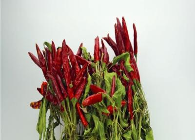 Cina 7CM hanno asciugato l'iso rosso lungo di SHU Dehydrated Tianjin Chili dei peperoncini rossi 50000 in vendita