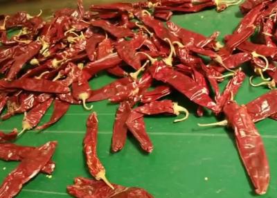 China Classifique um pimentão secado 12cm o Chile Guajillo Heb de Guajillo nenhum salpico à venda
