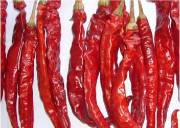 Chilis sec par Erjingtiao acaule a stérilisé les piments entiers piquants