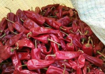China Droge Yidu Chili With Stem Grade Peulen van de Droge Rode Chili Te koop