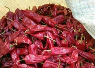 Cina Fragranza piccante dei baccelli dei peperoncini rossi di Yidu Chili Air Dried Dehydrated Whole del capsico in vendita