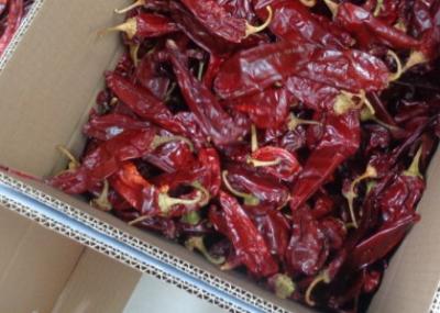 China Pimentões vermelhos de Jinta 0,3% empacotamentos de Max Impurity Strong Pungent Flavor 25KG à venda