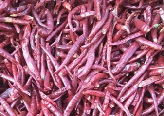 Cina Alto HACCP di SHU Spicy dei singoli peperoncini rossi di Herb Dried Whole Tianjin Red in vendita