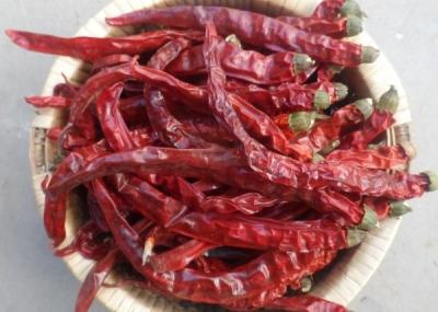 中国 原料のスパイスに味をつける貴州Mantianxingのキビのコショウの乾燥した唐辛子の熱い鍋 販売のため