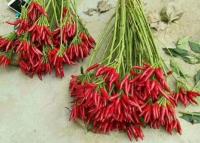 China ISO novo de FDA HACCP da colheita dos pimentões vermelhos vermelhos de Yidu Chili Tianying Jinta Chili American KOSHER à venda