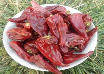 Cina Un calibro Guajillo Yidu Chili Red Pepper Beijinghong Jinta Fabbrica d'oro di peperoncini in vendita