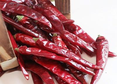 Cina I peperoncini rossi secchi delicati non irradiati 4-7 cm hanno cotto a vapore l'umidità di meno di 11% in vendita