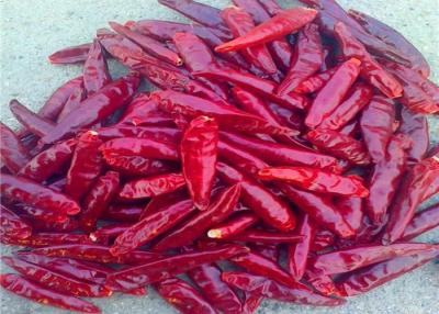 Cina Tientsin secca 7CM Stemless Tien Tsin Chile Peppers Chinese Neihuang in vendita