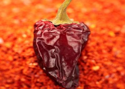 China 500SHU Chilli de Jinta Vermelho Quente à venda