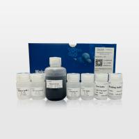 Quality Mag Beads Antibody Purification Kit Protein A Purification Kit Simple Operation for sale