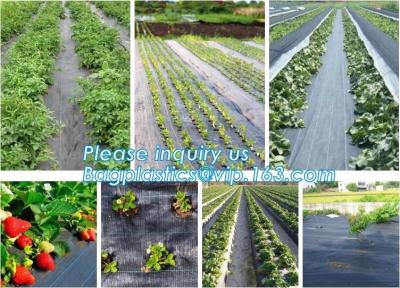 China green color Plastic Ground Cover Mats mulch weed control fabric mat,Weed Barrier Around Fruit Trees PP Woven Weed Mat fo for sale