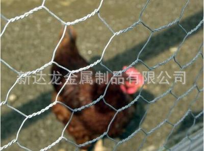 China Chicken Wire Mesh for sale