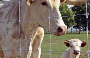 China Livestock fence for sale