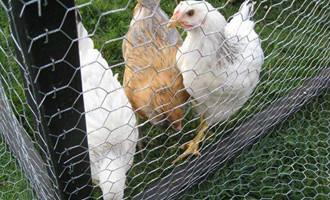 China aviary architectural bird wire mesh|chicken wire fence netting|galvanised mesh for sale