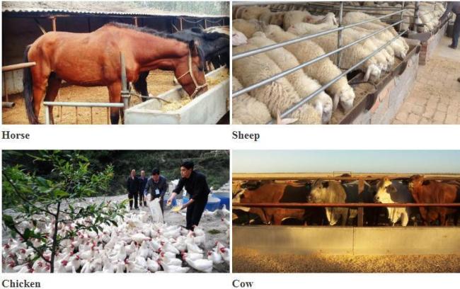 Halal Factory Supply 99% Amino Acid Feed Grade L-Tryptophan