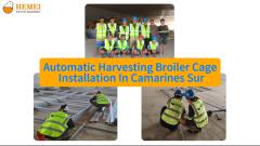 Automatic Harvesting Broiler Cage Installation In Camarines Sur
