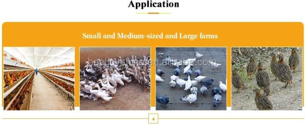 Quality 11 Rubber Sticks Poultry Killing Machinery Chicken Scalding and Defeathering for sale
